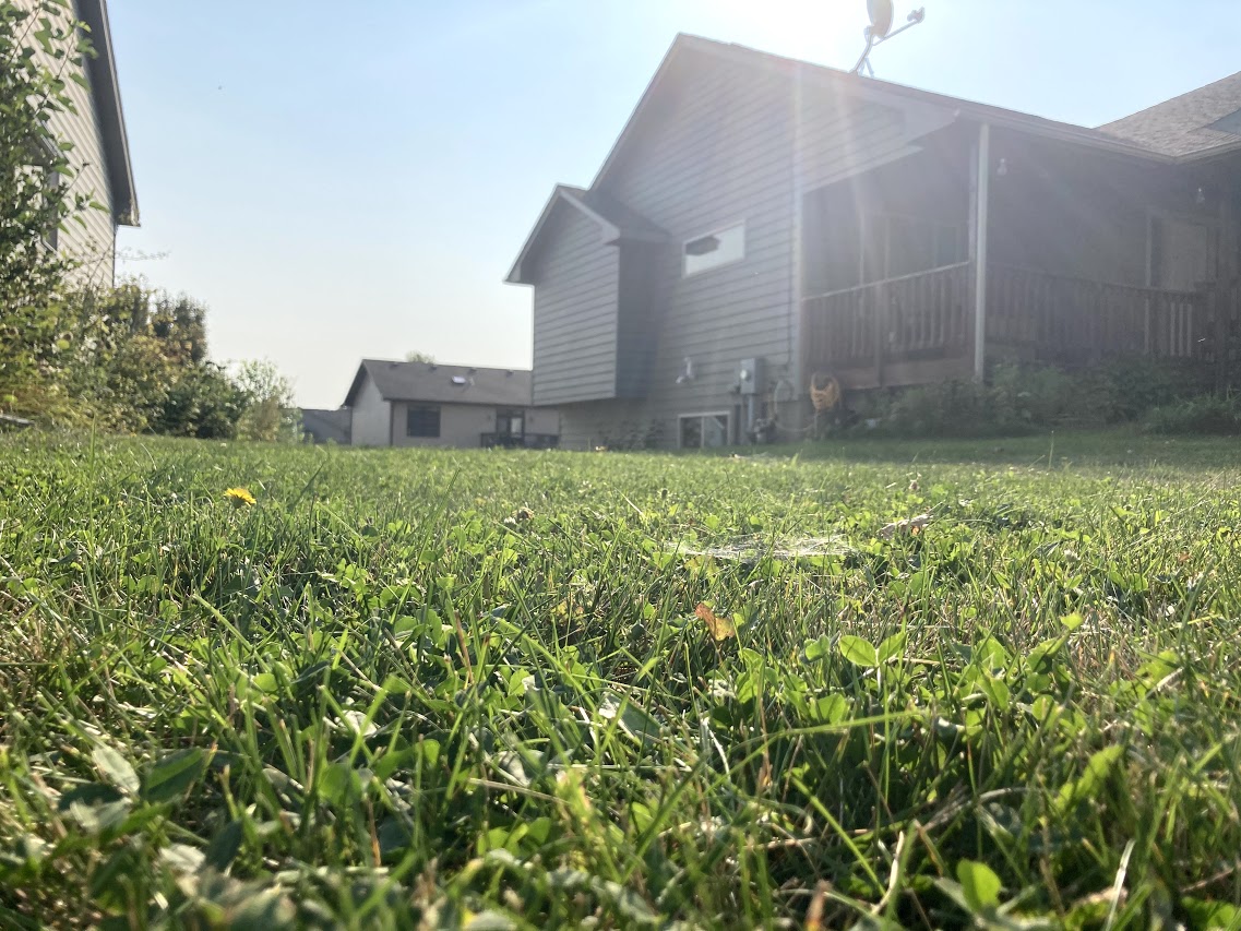 6 Reasons to Avoid a Clover Lawn - Veronica Shukla